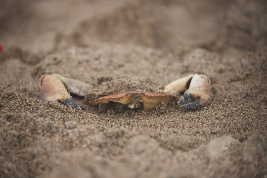 รูปภาพKrabbe – เลือกดูภาพถ่ายสต็อก เวกเตอร์ และวิดีโอ10,242 | Adobe Stock