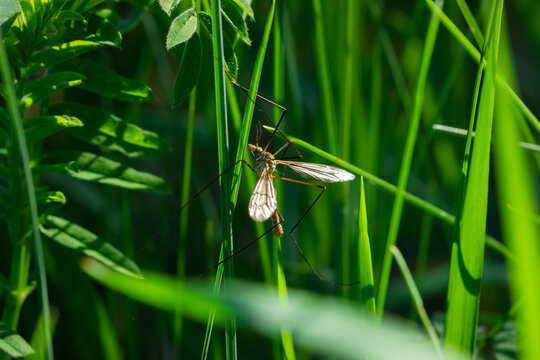 "Crane Fly" Images – Browse 6,064 Stock Photos, Vectors, and Video ...