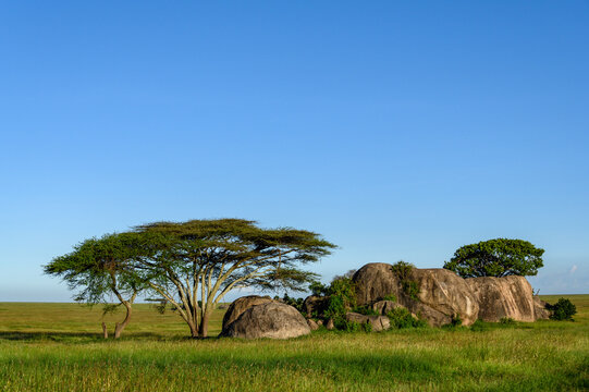 「Kopje」の写真素材 | 115,695件の無料イラスト画像 | Adobe Stock