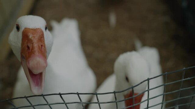 "Pekin Ducks" Images – Parcourir 451 le catalogue de photos, vecteurs ...