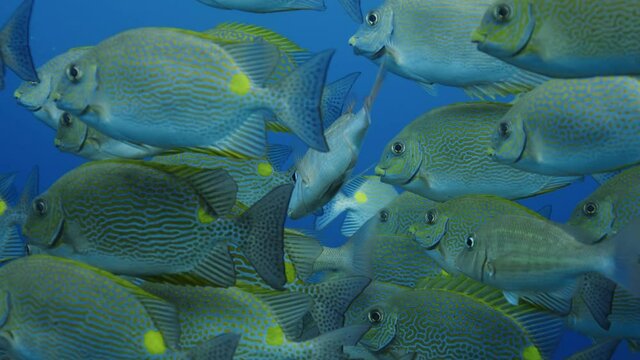 รูปภาพRabbitfish – เลือกดูภาพถ่ายสต็อก เวกเตอร์ และวิดีโอ1,372 | Adobe ...