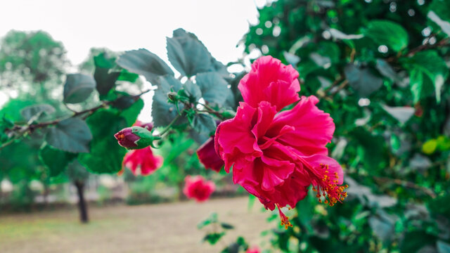 Gudhal Images – Browse 73 Stock Photos, Vectors, and Video | Adobe Stock