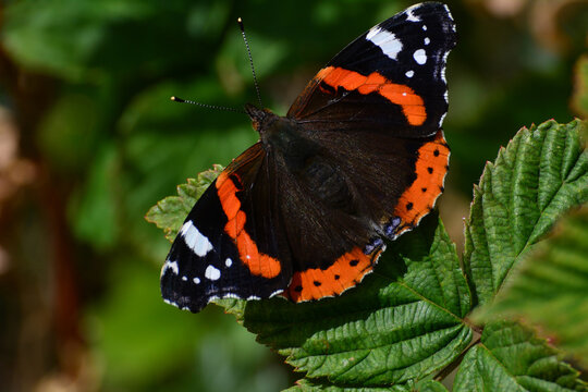 รูปภาพNymphalidae – เลือกดูภาพถ่ายสต็อก เวกเตอร์ และวิดีโอ34,820 ...