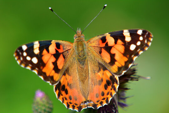 รูปภาพNymphalidae – เลือกดูภาพถ่ายสต็อก เวกเตอร์ และวิดีโอ34,820 ...