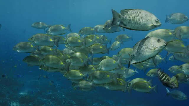 รูปภาพRabbitfish – เลือกดูภาพถ่ายสต็อก เวกเตอร์ และวิดีโอ1,372 | Adobe ...