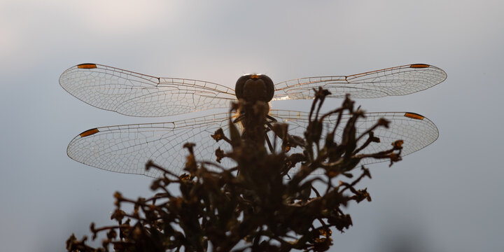 Tracheata Bilder – Durchsuchen 325 Archivfotos, Vektorgrafiken und ...