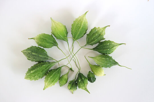 「Colocynth」の画像 - 2,802 件の Stock 写真、ベクターおよびビデオ | Adobe Stock