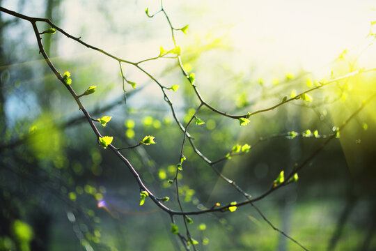 Free Spring Images – Browse 43,975 Free Stock Photos, Vectors, and ...