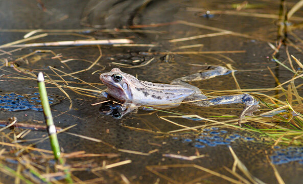 Lurch Images – Browse 4,576 Stock Photos, Vectors, and Video | Adobe Stock