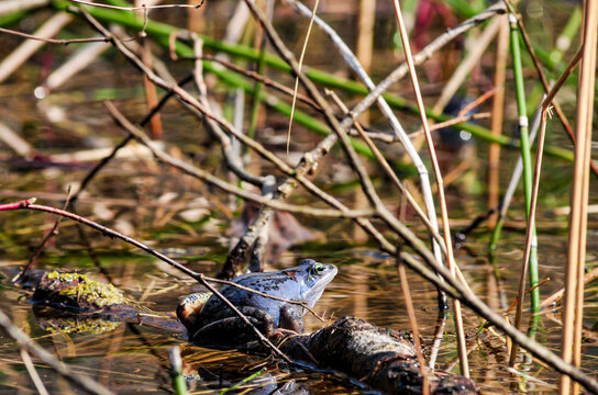 Lurch Images – Browse 4,576 Stock Photos, Vectors, and Video | Adobe Stock