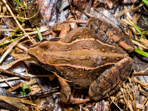 Lurch Images – Browse 4,576 Stock Photos, Vectors, and Video | Adobe Stock