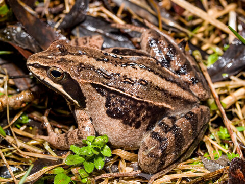 Lurch Images – Browse 4,576 Stock Photos, Vectors, and Video | Adobe Stock