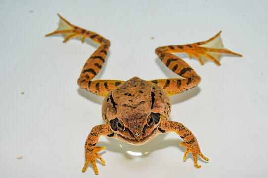 Lurch Images – Browse 4,576 Stock Photos, Vectors, and Video | Adobe Stock