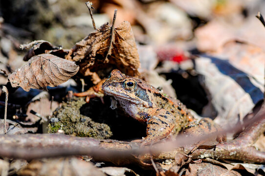 Lurch Images – Browse 4,576 Stock Photos, Vectors, and Video | Adobe Stock