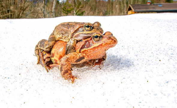 Lurch Images – Browse 4,576 Stock Photos, Vectors, and Video | Adobe Stock