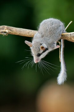 「Gliridae」の画像 - 2,662 件の Stock 写真、ベクターおよびビデオ | Adobe Stock