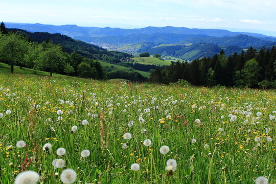 Nordschwarzwald Bilder – Durchsuchen 3,928 Archivfotos, Vektorgrafiken ...