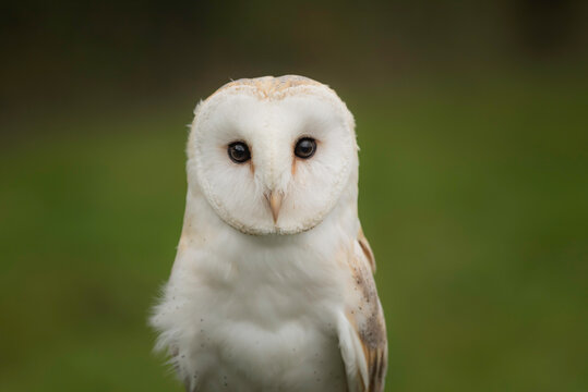 Owle Bilder – Durchsuchen 324,319 Archivfotos, Vektorgrafiken und ...