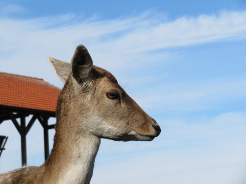 Damwild-Gehege Bilder – Durchsuchen 671 Archivfotos, Vektorgrafiken und ...