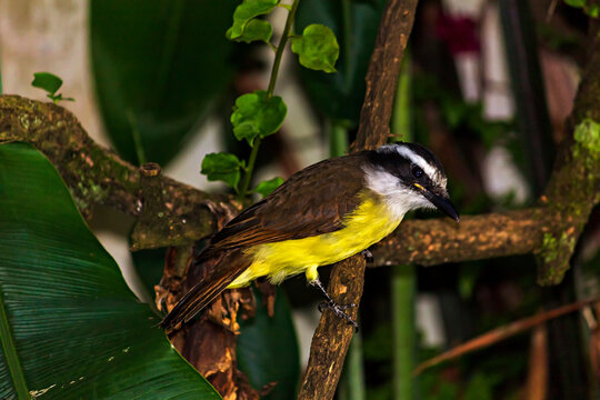 "Pitangus Sulphuratus" Images – Browse 2,664 Stock Photos, Vectors, and ...