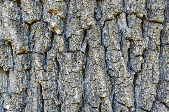 รูปภาพEichenstamm – เลือกดูภาพถ่ายสต็อก เวกเตอร์ และวิดีโอ630 | Adobe Stock