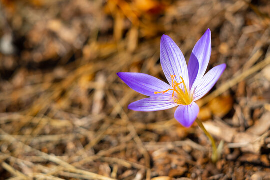 รูปภาพFarden – เลือกดูภาพถ่ายสต็อก เวกเตอร์ และวิดีโอ176 | Adobe Stock
