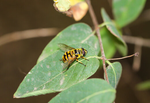 Dasselfliege bilder – Bläddra bland 15 stockfoton, vektorer och videor ...