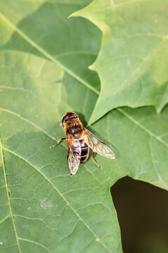 Dasselfliege bilder – Bläddra bland 15 stockfoton, vektorer och videor ...