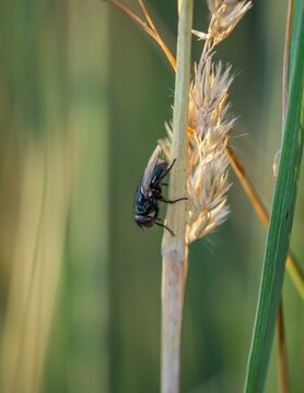 Dasselfliege bilder – Bläddra bland 15 stockfoton, vektorer och videor ...