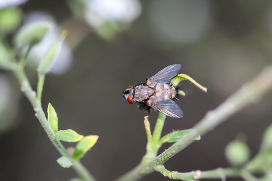 Dasselfliege bilder – Bläddra bland 15 stockfoton, vektorer och videor ...