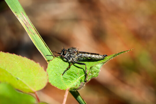 Dasselfliege bilder – Bläddra bland 15 stockfoton, vektorer och videor ...