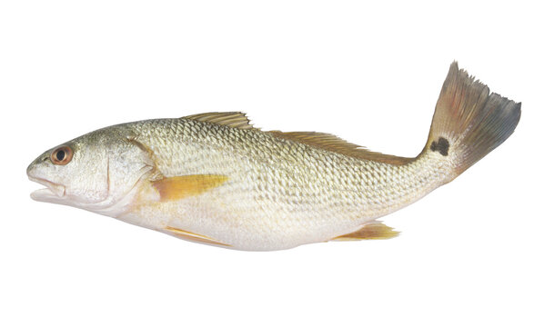 Red Drum Fish Wallpaper