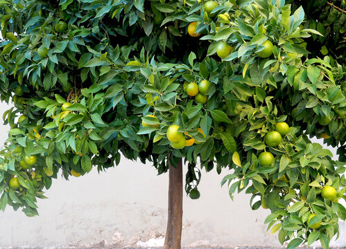 Imágenes de Zitrusbaum: descubre bancos de fotos, ilustraciones ...