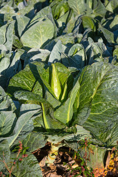 Spitzkraut Images – Browse 172 Stock Photos, Vectors, and Video | Adobe ...