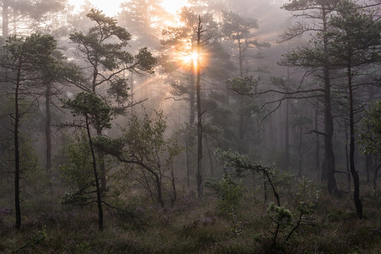 Sumpf Bilder – Durchsuchen 927,131 Archivfotos, Vektorgrafiken und ...