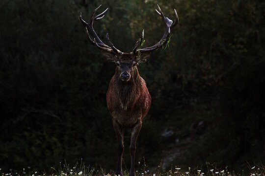 Cervo 이미지 – 찾아보기 9,089 스톡 사진, 벡터 및 비디오 | Adobe Stock
