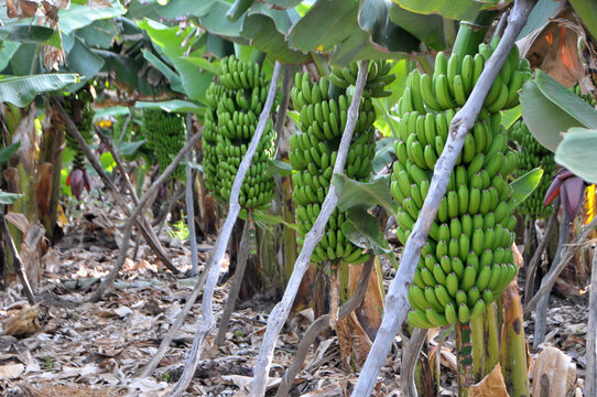รูปภาพRacimos – เลือกดูภาพถ่ายสต็อก เวกเตอร์ และวิดีโอ779 | Adobe Stock