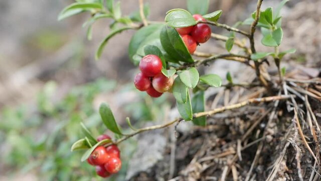รูปภาพLingonberry – เลือกดูภาพถ่ายสต็อก เวกเตอร์ และวิดีโอ53,924 ...