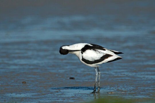 รูปภาพKluut – เลือกดูภาพถ่ายสต็อก เวกเตอร์ และวิดีโอ534 | Adobe Stock