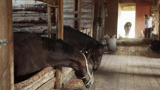 "Stable Girl" Images – Browse 62 Stock Photos, Vectors, and Video ...