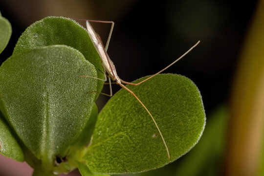 Mirinae Bilder – Durchsuchen 214 Archivfotos, Vektorgrafiken und Videos ...