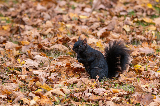 Afbeeldingen over "Black Squirrel" – Blader in stockfoto's, vectoren en ...