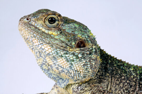 รูปภาพAgami – เลือกดูภาพถ่ายสต็อก เวกเตอร์ และวิดีโอ141 | Adobe Stock