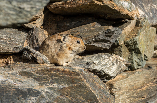 Ochotonidae Images – Browse 48 Stock Photos, Vectors, and Video | Adobe ...