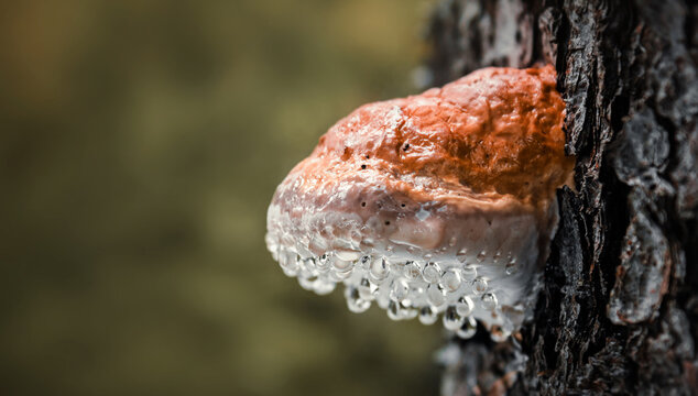 รูปภาพTouchwood – เลือกดูภาพถ่ายสต็อก เวกเตอร์ และวิดีโอ509 | Adobe Stock