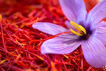 10+ Free Saffron Images | Free HD Downloads - Pikwizard
