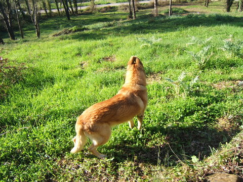 「Malinua」の写真素材 | 163件の無料イラスト画像 | Adobe Stock