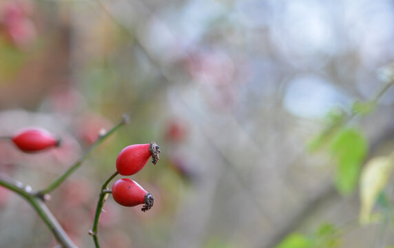 Imágenes de Cynorhodon: descubre bancos de fotos, ilustraciones ...