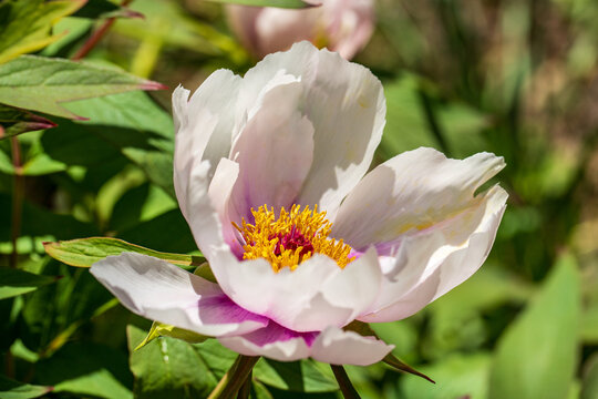 「Paeon」の画像 - 809 件の Stock 写真、ベクターおよびビデオ | Adobe Stock