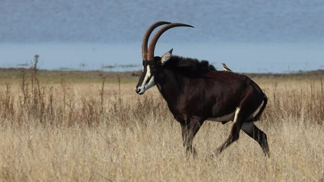 Swartwitpens Images – Browse 28 Stock Photos, Vectors, and Video ...